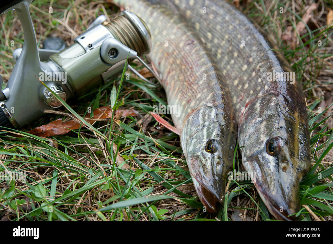 Freshwater Northern pike fish know as Esox Lucius and fishing rod with ...