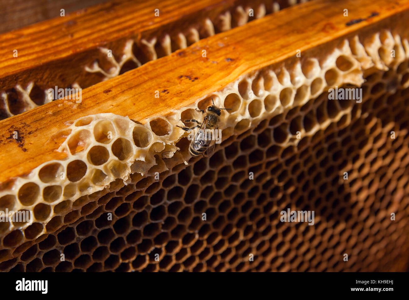 Close up view of the opened hive body showing the frames populated by ...