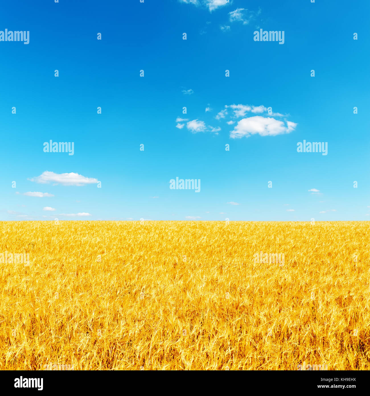 golden barley under deep blue sky Stock Photo - Alamy