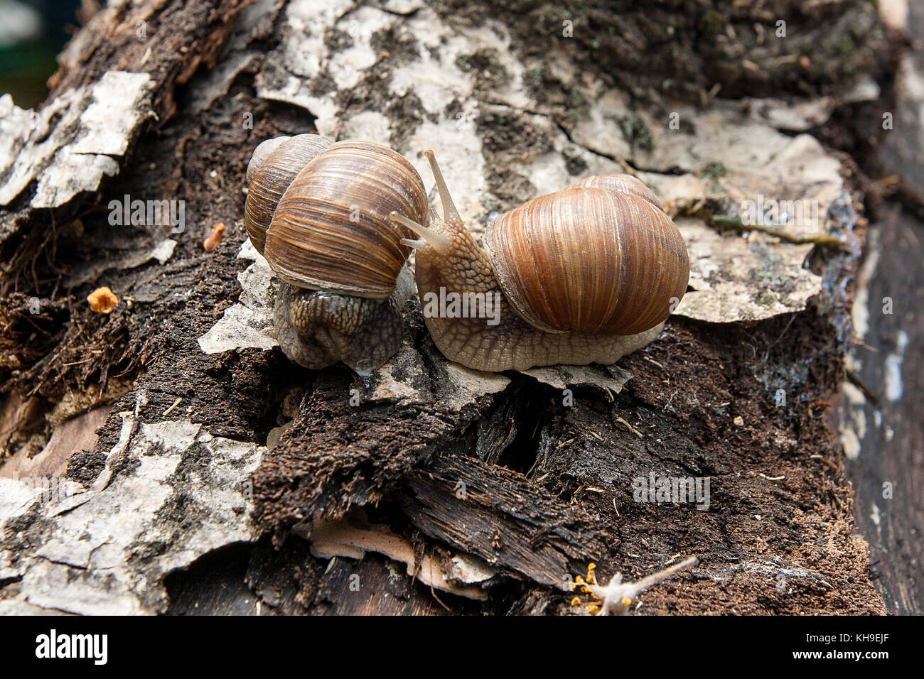 Roman Snail - Helix pomatia. Helix pomatia, common names the Roman ...