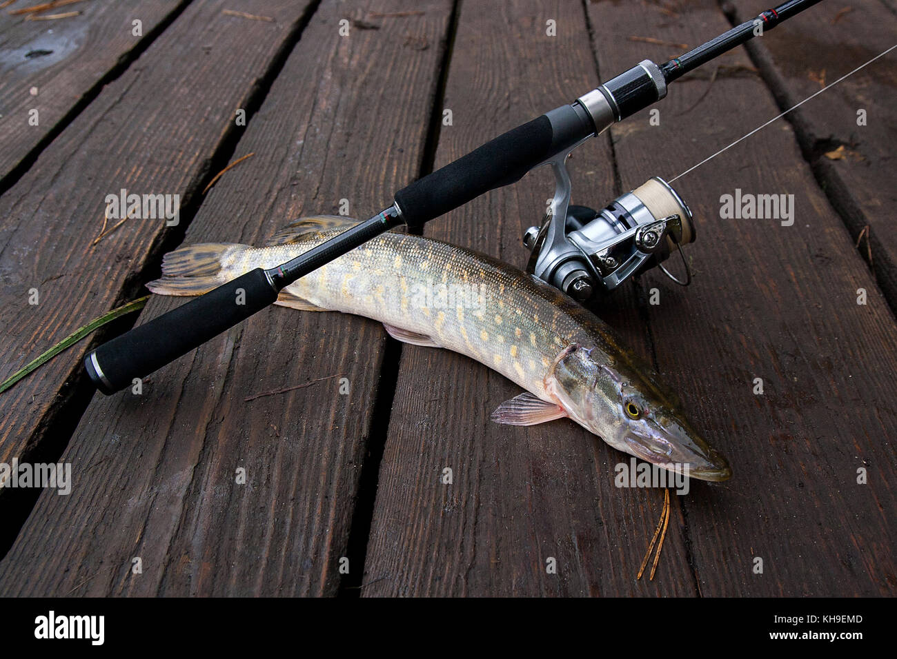 Freshwater Northern pike fish know as Esox Lucius and fishing rod with ...