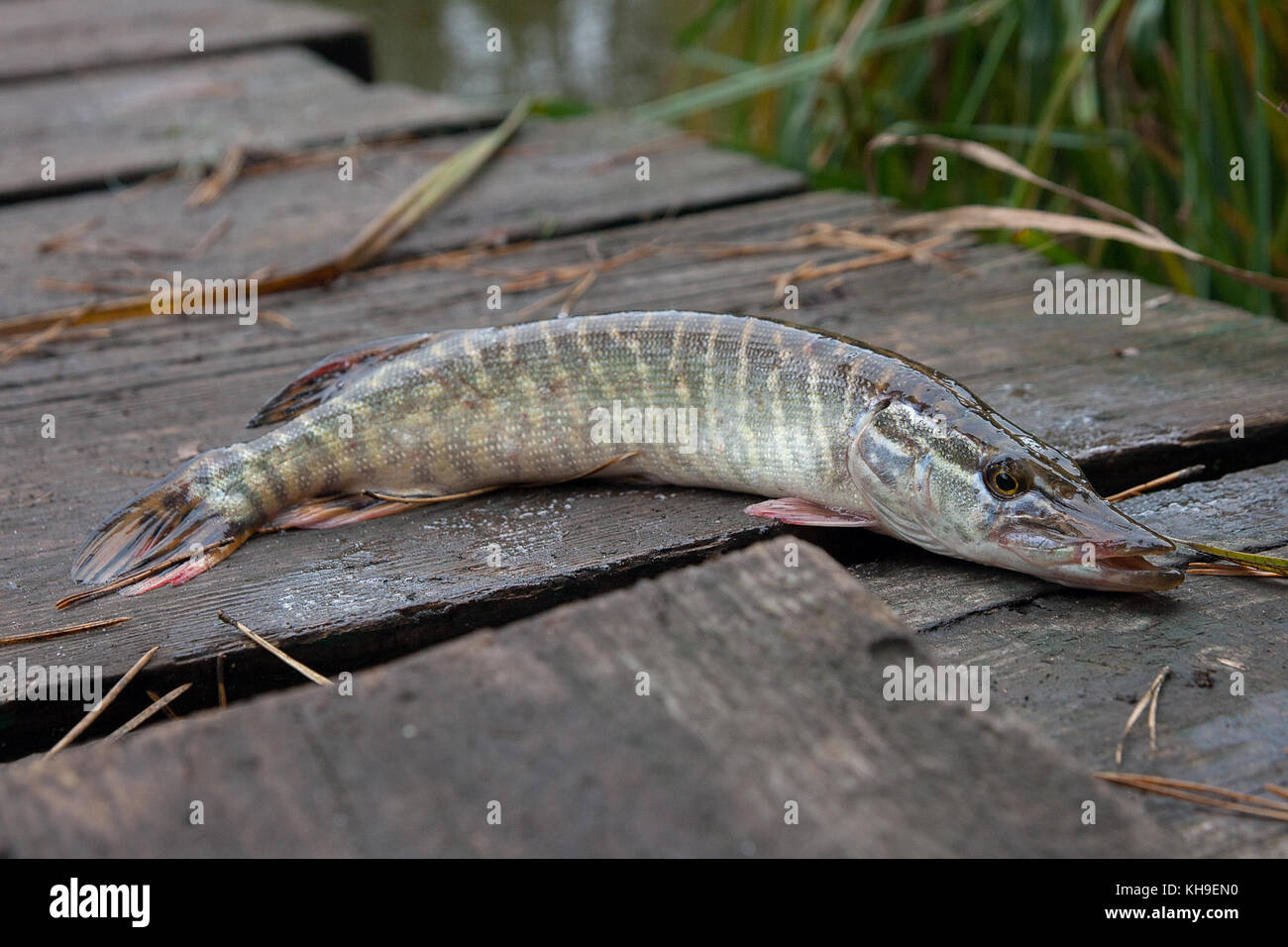Freshwater Northern pike fish know as Esox Lucius on vintage wooden ...