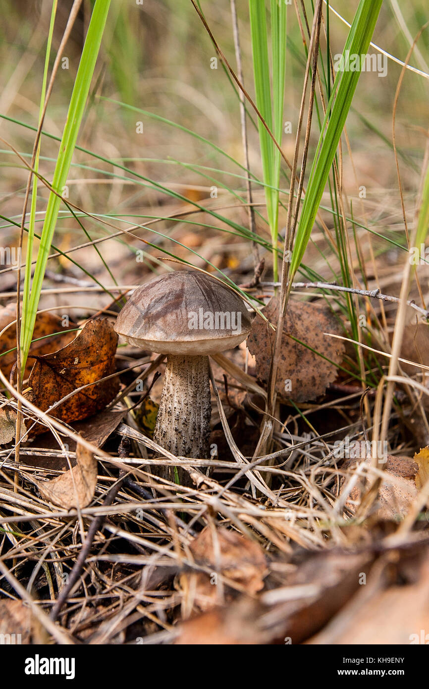 Close up view of edible forest mushroom brown cap boletus growing in ...