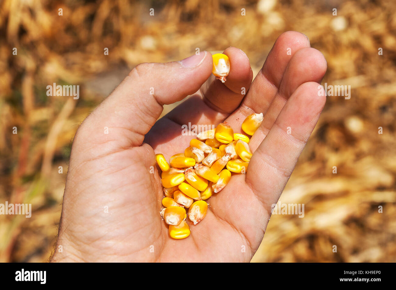 maize in hand over field Stock Photo - Alamy