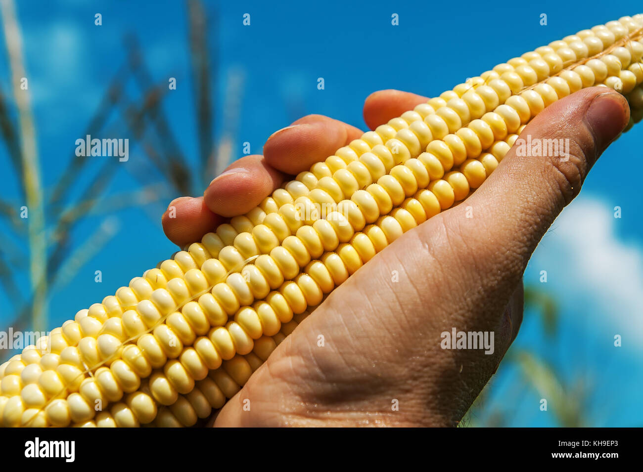 raw maize in hand over field Stock Photo - Alamy