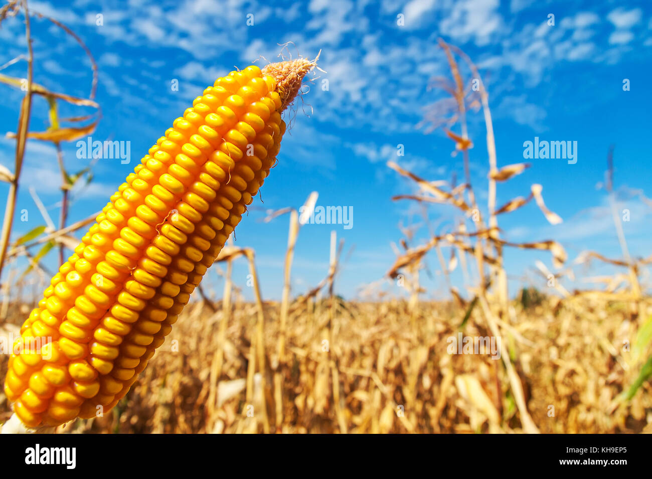 ripe golden maize over field Stock Photo - Alamy