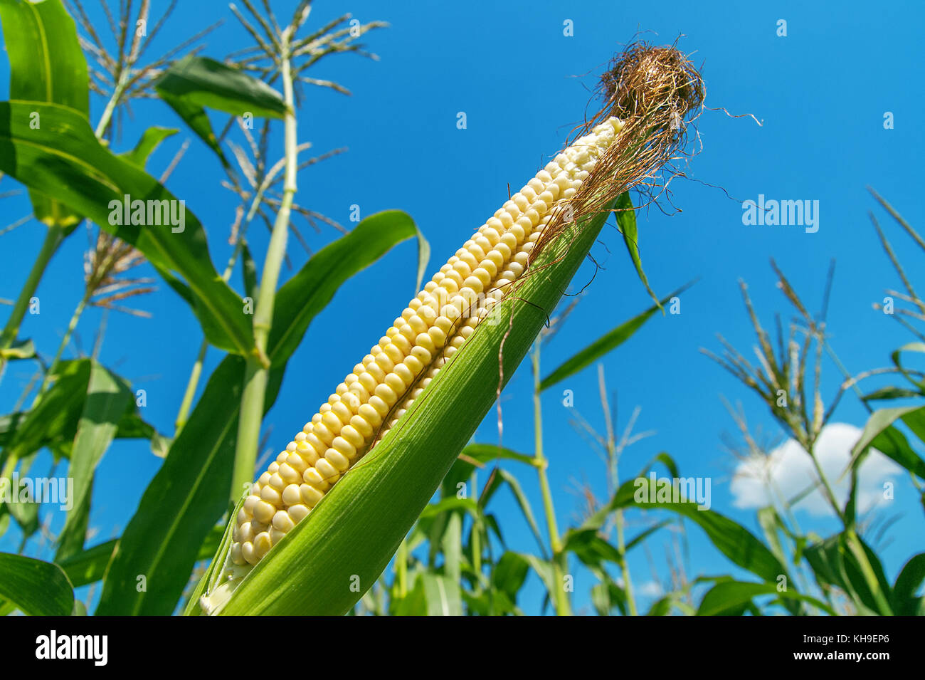 raw maize on the field Stock Photo - Alamy