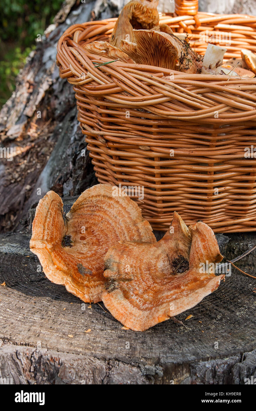 Harvested at autumn amazing edible mushrooms Saffron Milk Cap known as ...