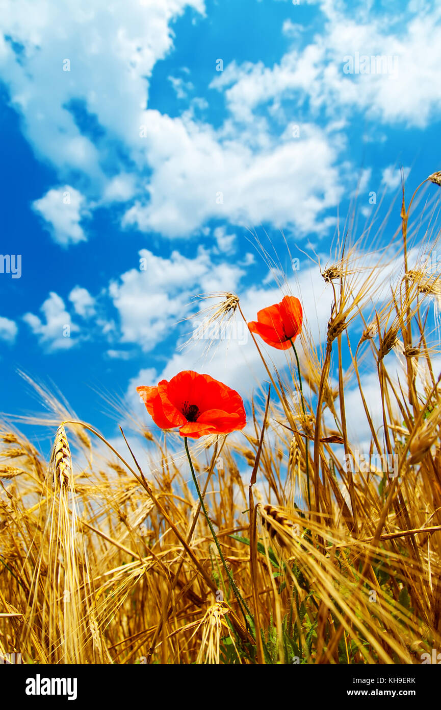red poppy in golden field Stock Photo - Alamy