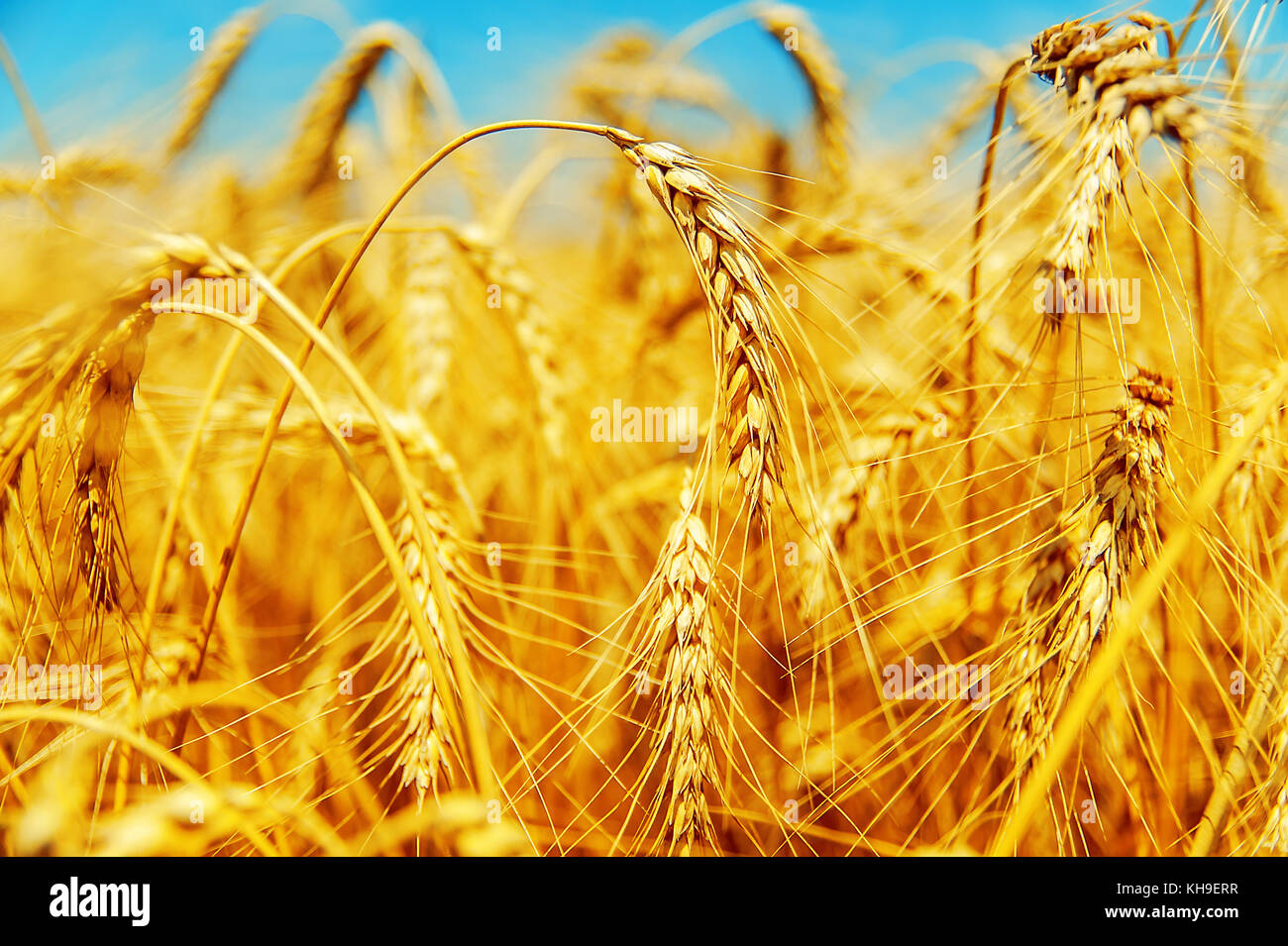 golden barley on field Stock Photo - Alamy