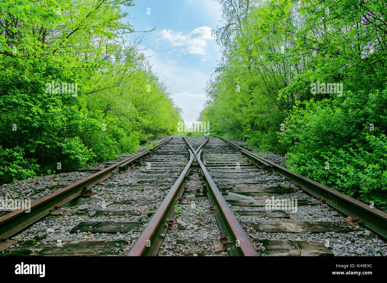crossing of two railroads in green wood Stock Photo - Alamy
