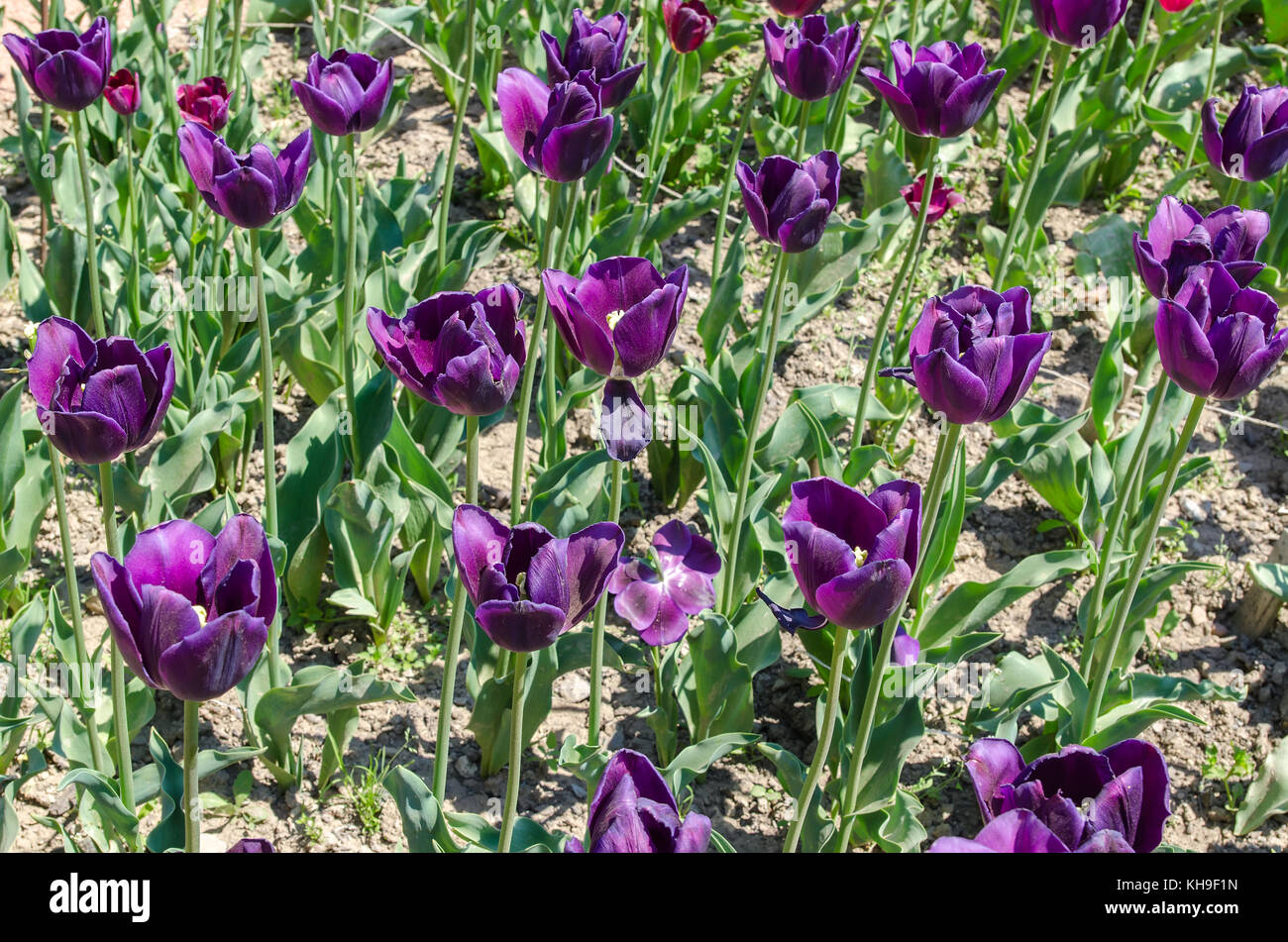 violet beautiful tulips Stock Photo - Alamy