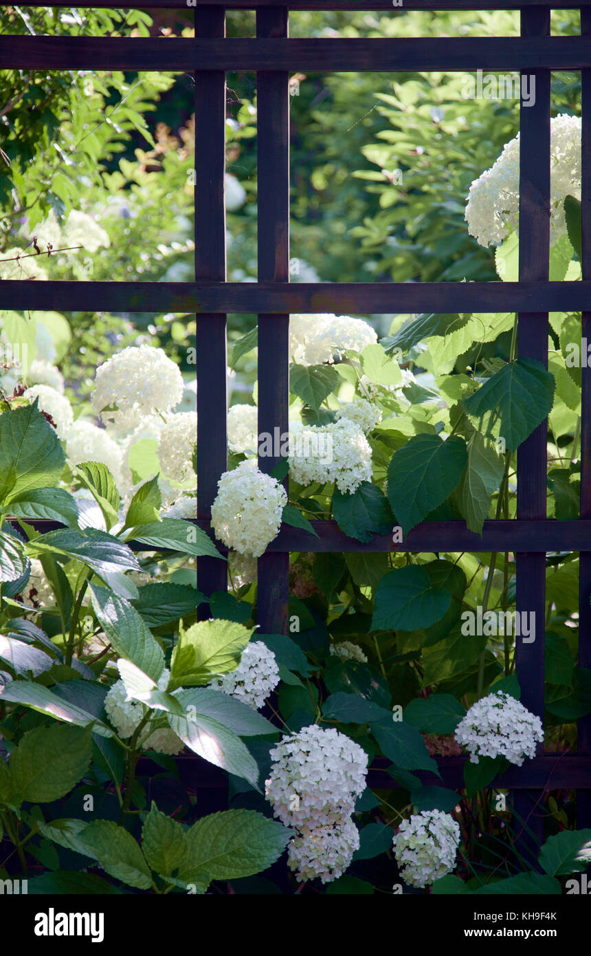 Trellis frame hi-res stock photography and images - Alamy