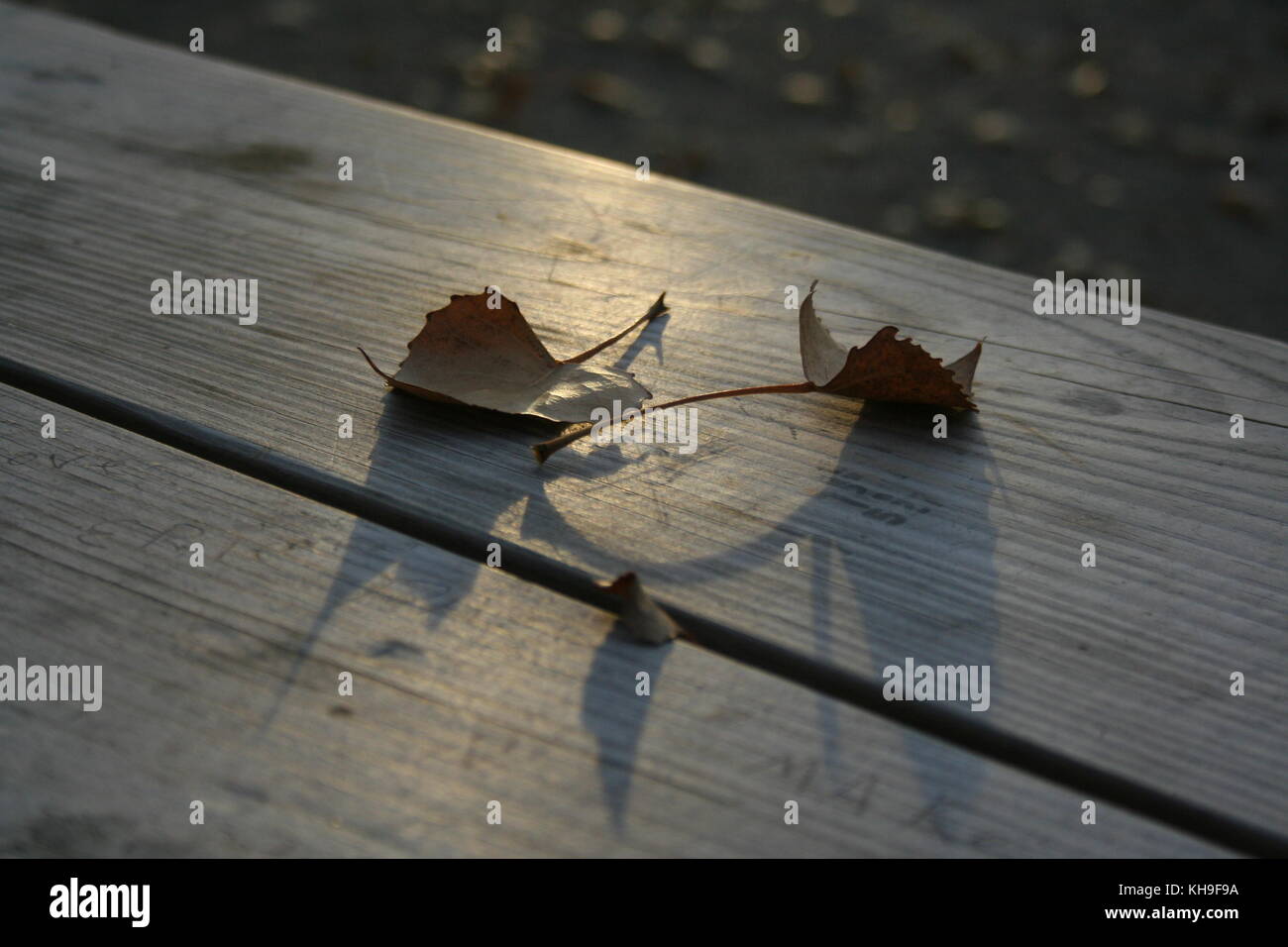 Leaves on table Stock Photo - Alamy