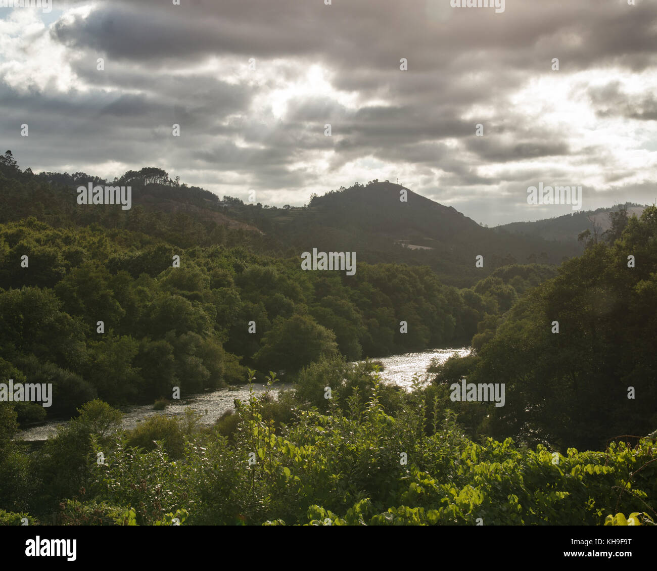 Forest aside the Ulla River, in Pontevedra (Galicia, Spain). The trees ...