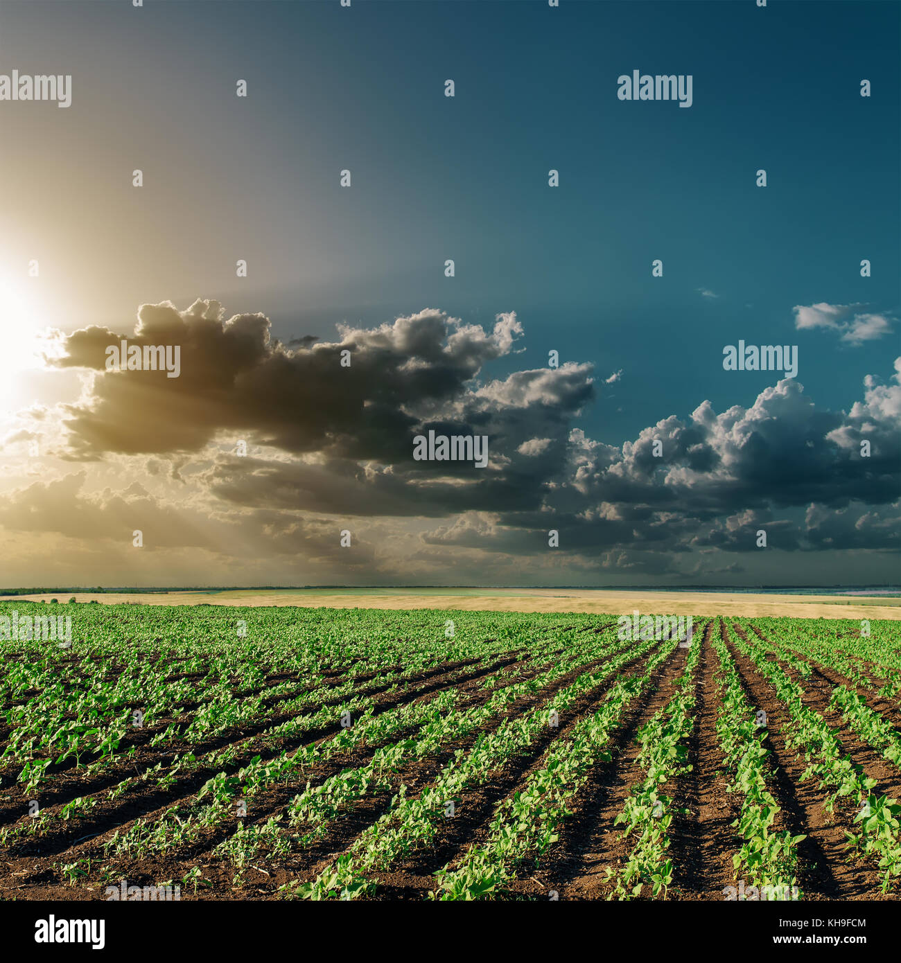 dramatic sunset over field with green sunflowers Stock Photo - Alamy