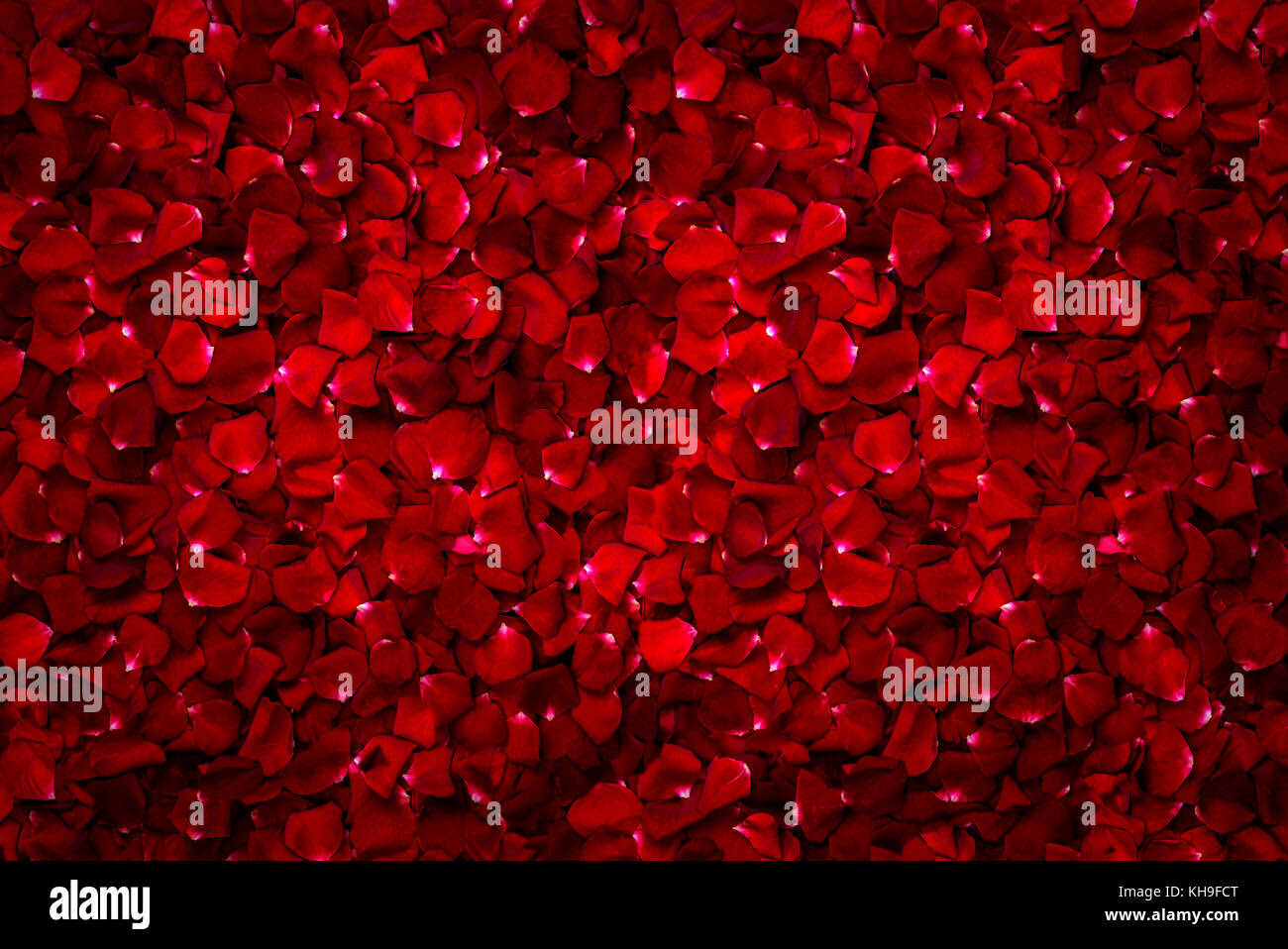 Background of beautiful red rose petals Stock Photo - Alamy