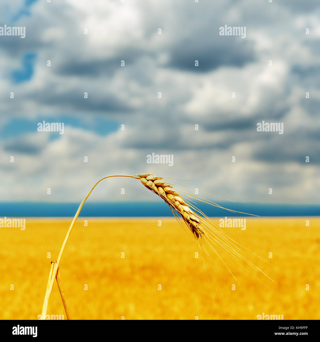 ripe wheat under dramatic cloudy sky. rain before and soft focus Stock ...