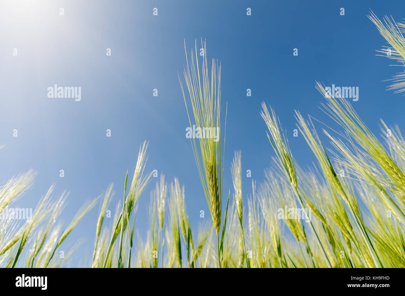 green spica and sun over it. soft focus on center Stock Photo - Alamy
