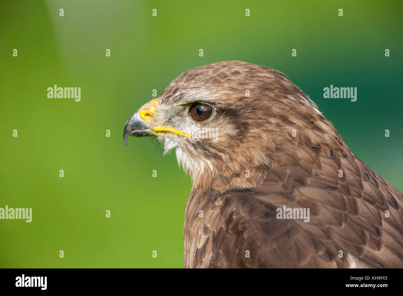 Buzzard headshot Buteo buteo close up under controlled conditions Stock ...