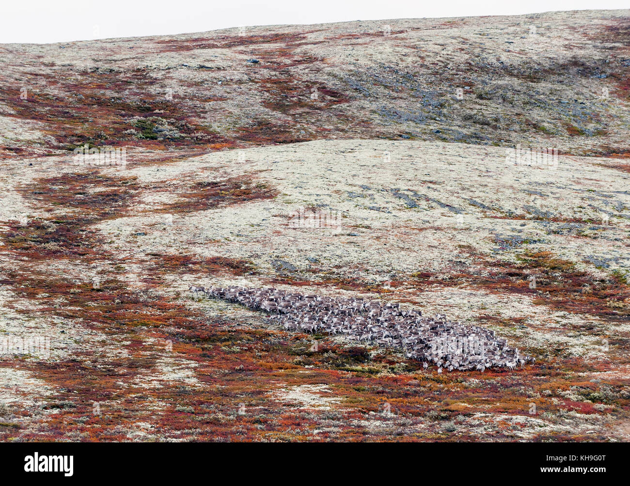 Flock of wild reindeer, (Rangifer tarandus). Melting in with the ...