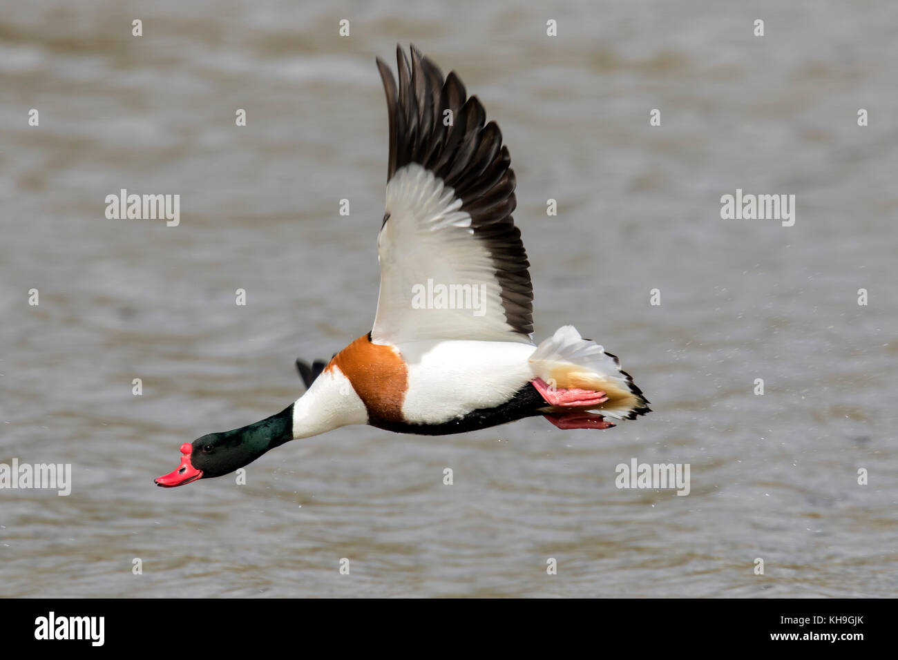 Ducks flying uk water hi-res stock photography and images - Alamy