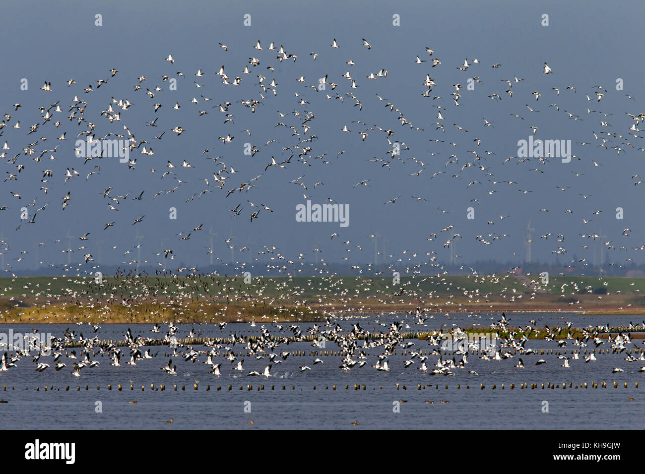 Flying Common Shelduck High Resolution Stock Photography and Images - Alamy