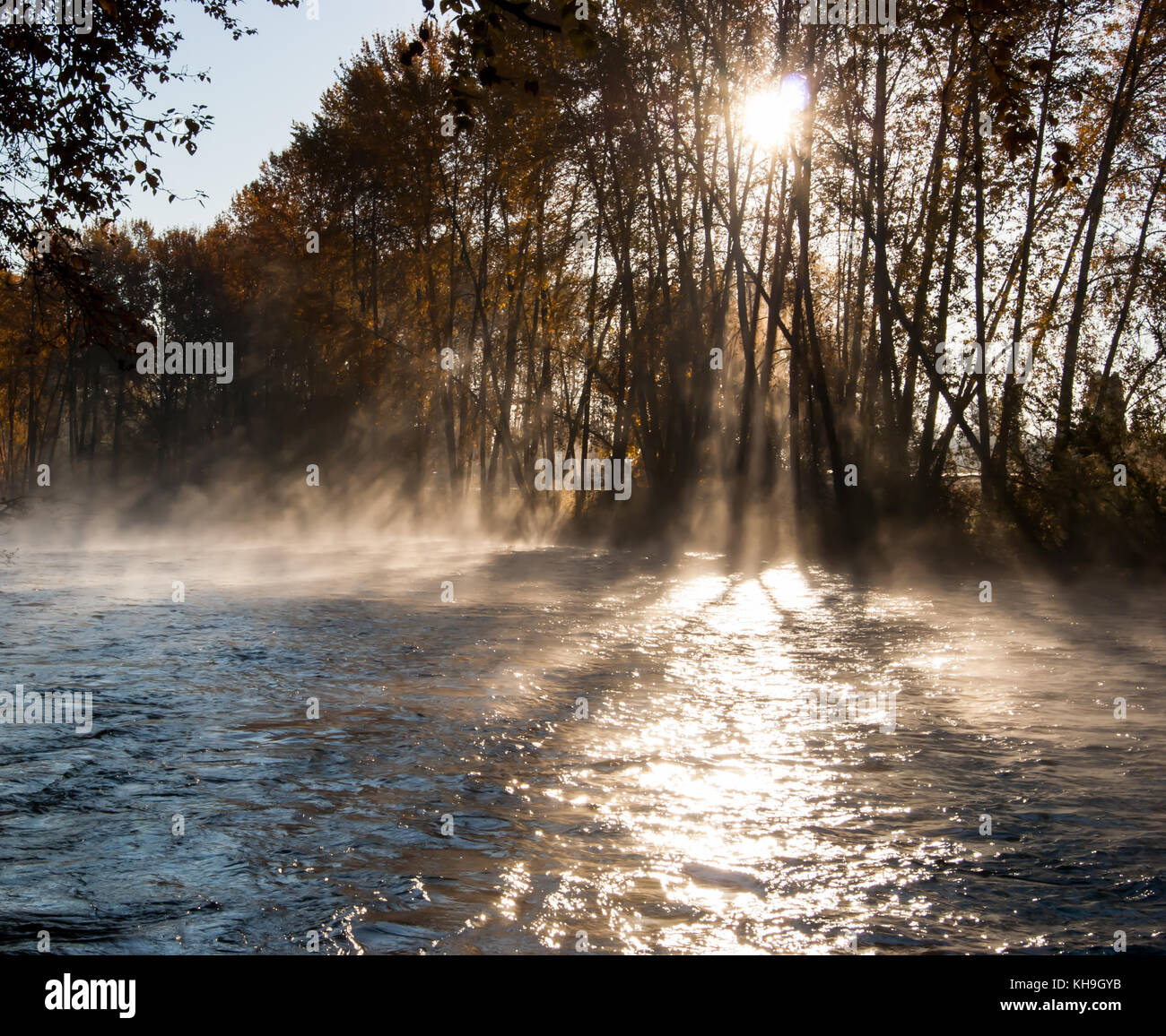 A sunburst through the trees creating sun rays in the mist rising from ...