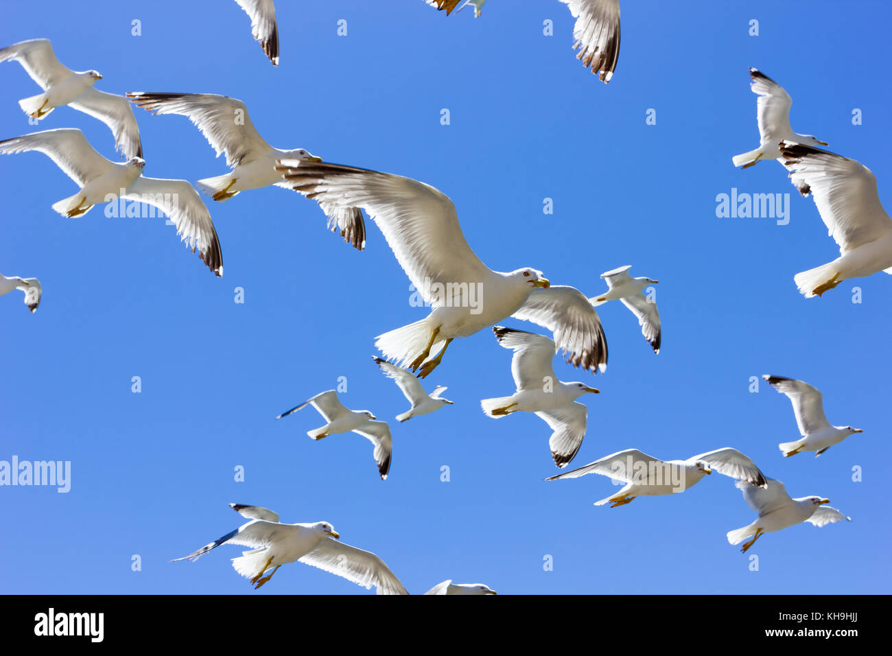 Seagulls V Formation