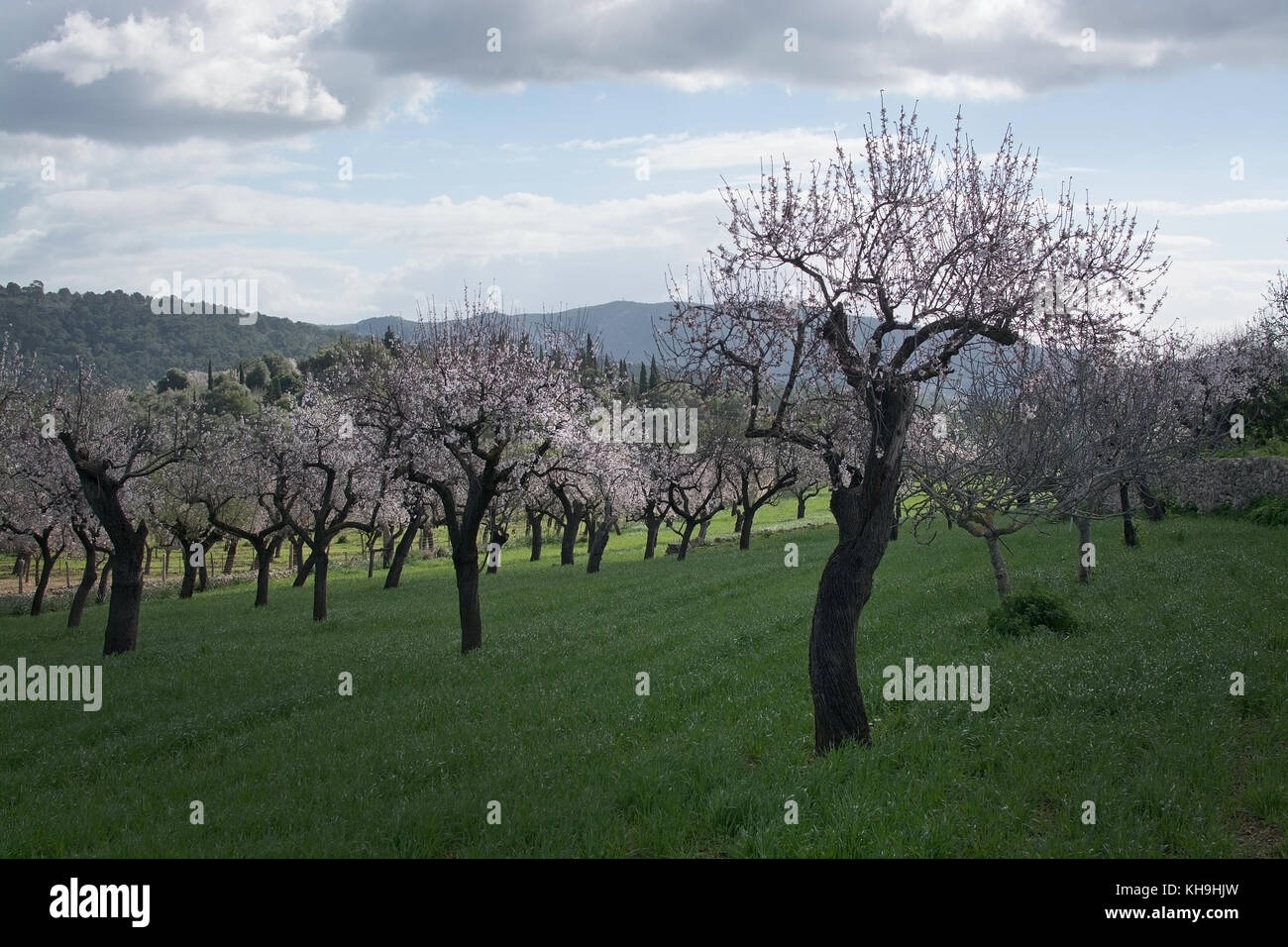 Blossoming almond trees in rural landscape with blue sky in Mallorca ...