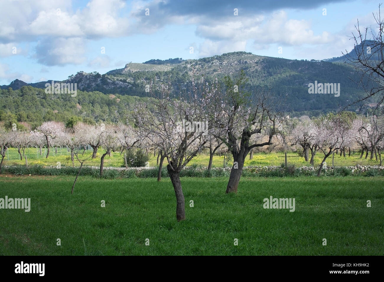 Blossoming almond trees in rural landscape with blue sky in Mallorca ...