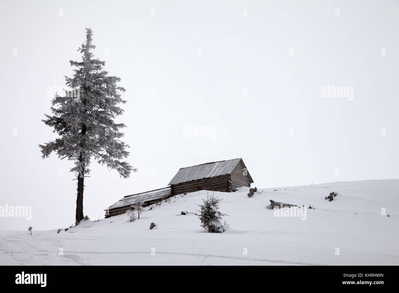 Old snow-covered wooden huts and lonely standing frozen pine in winter ...