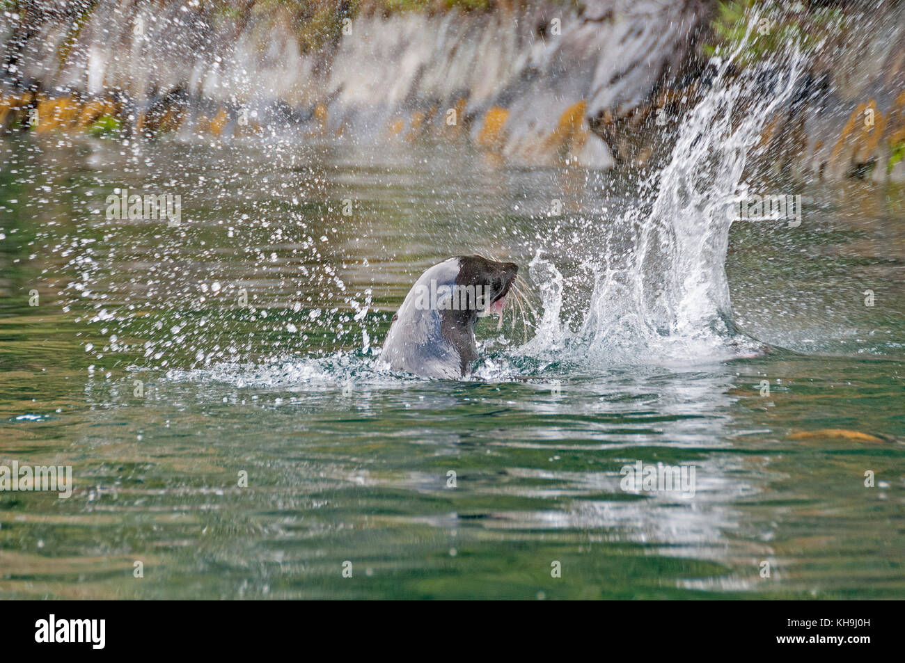 Seal thrashing fish hi-res stock photography and images - Alamy