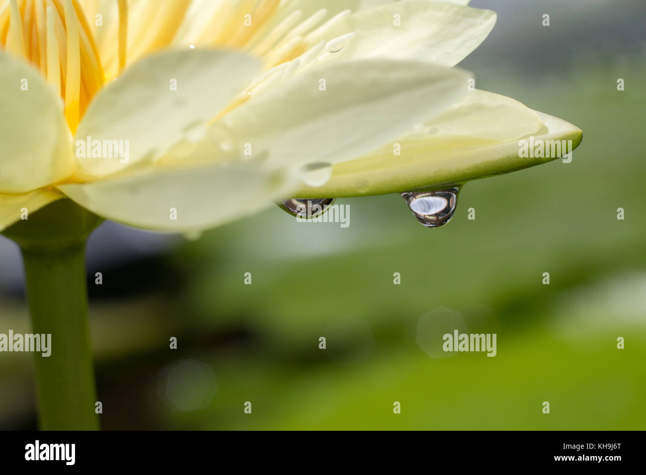 Drop water on the Lotus leaf blur background, Close-up Drop water and ...