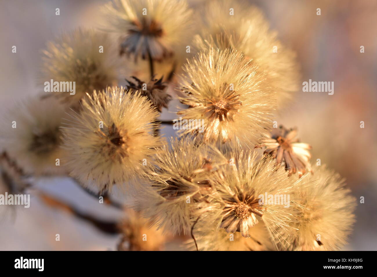 Globe shaped flowers hi-res stock photography and images - Alamy