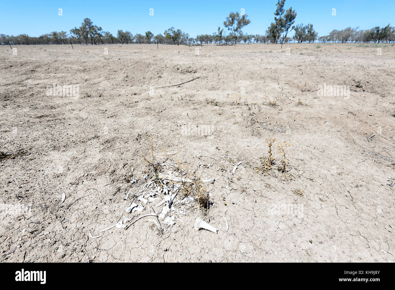 Cattle remains in a bare paddock seen during extreme drought near ...