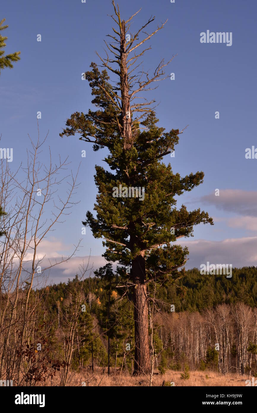 Beautiful scenery plants trees hi-res stock photography and images - Alamy