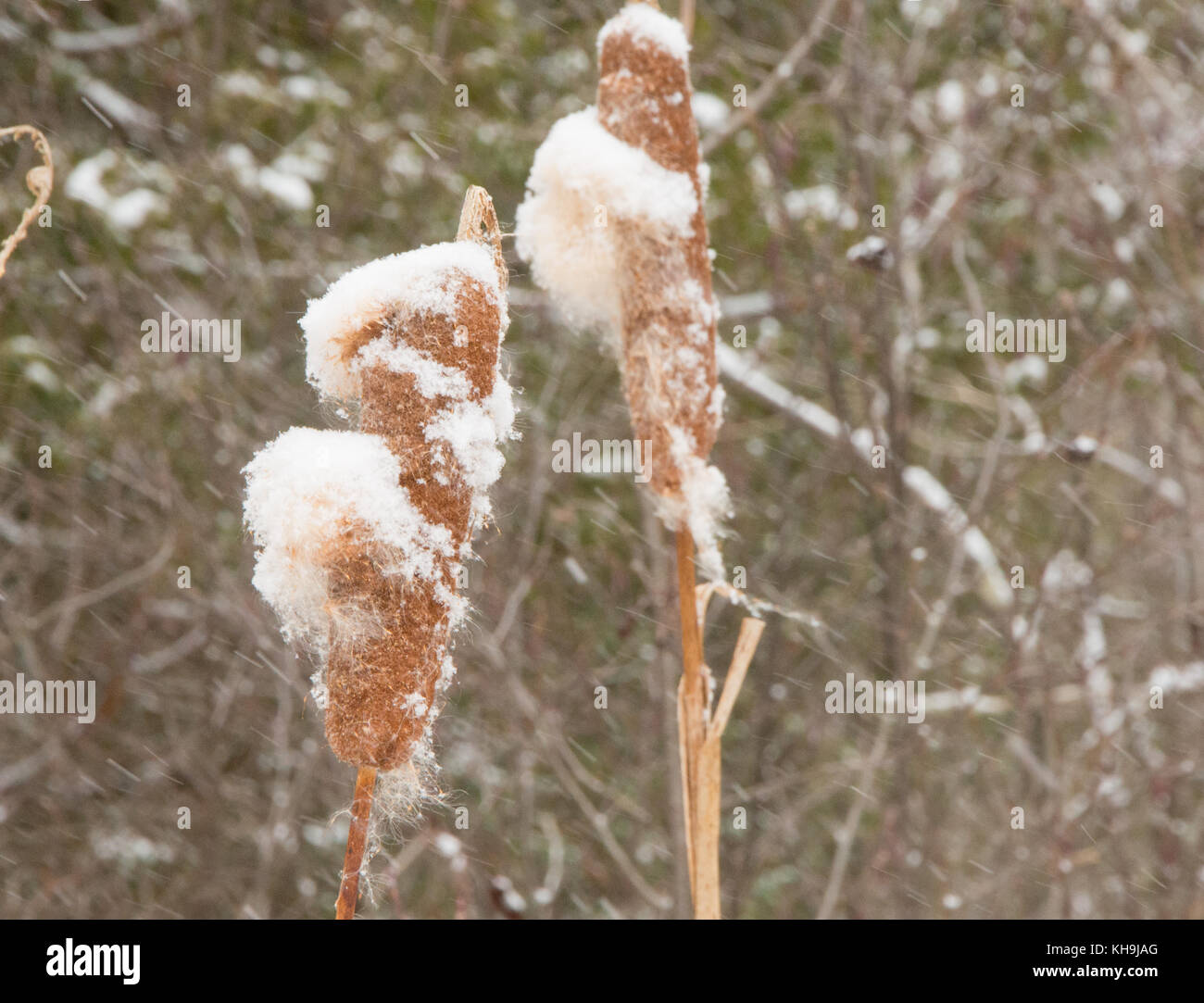 Snow flakes falling down in the forest park's open area. Closeup ...