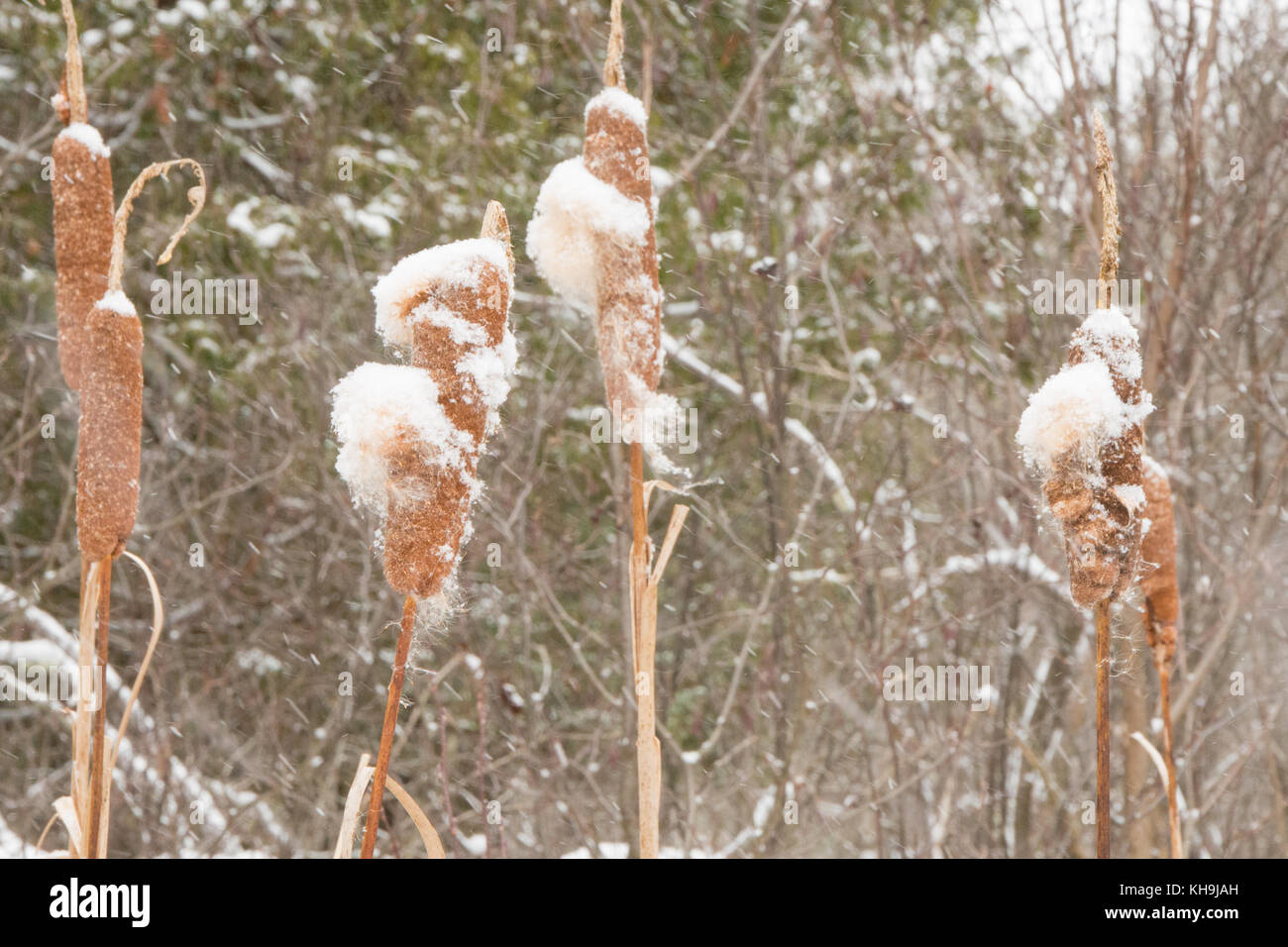 Snow flakes falling down in the forest park's open area. Closeup ...