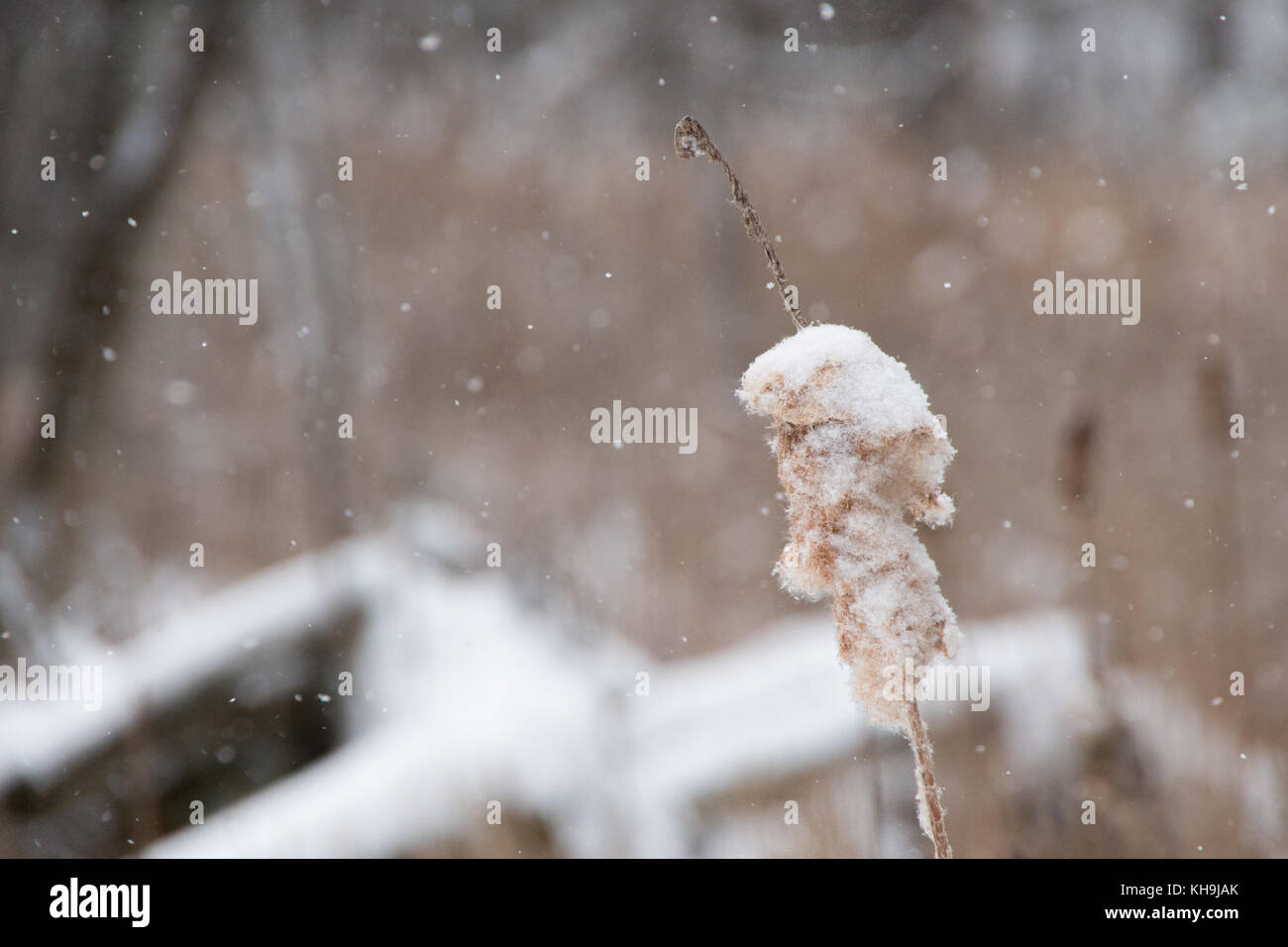Snow flakes falling down in the forest park's open area. Closeup ...