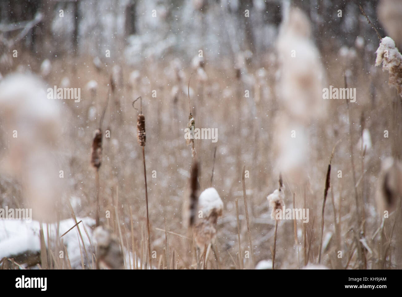 Snow flakes falling down in the forest park's open area. Closeup ...