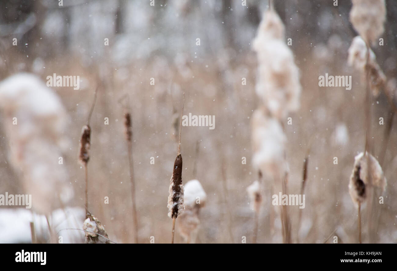 Snow flakes falling down in the forest park's open area. Closeup ...