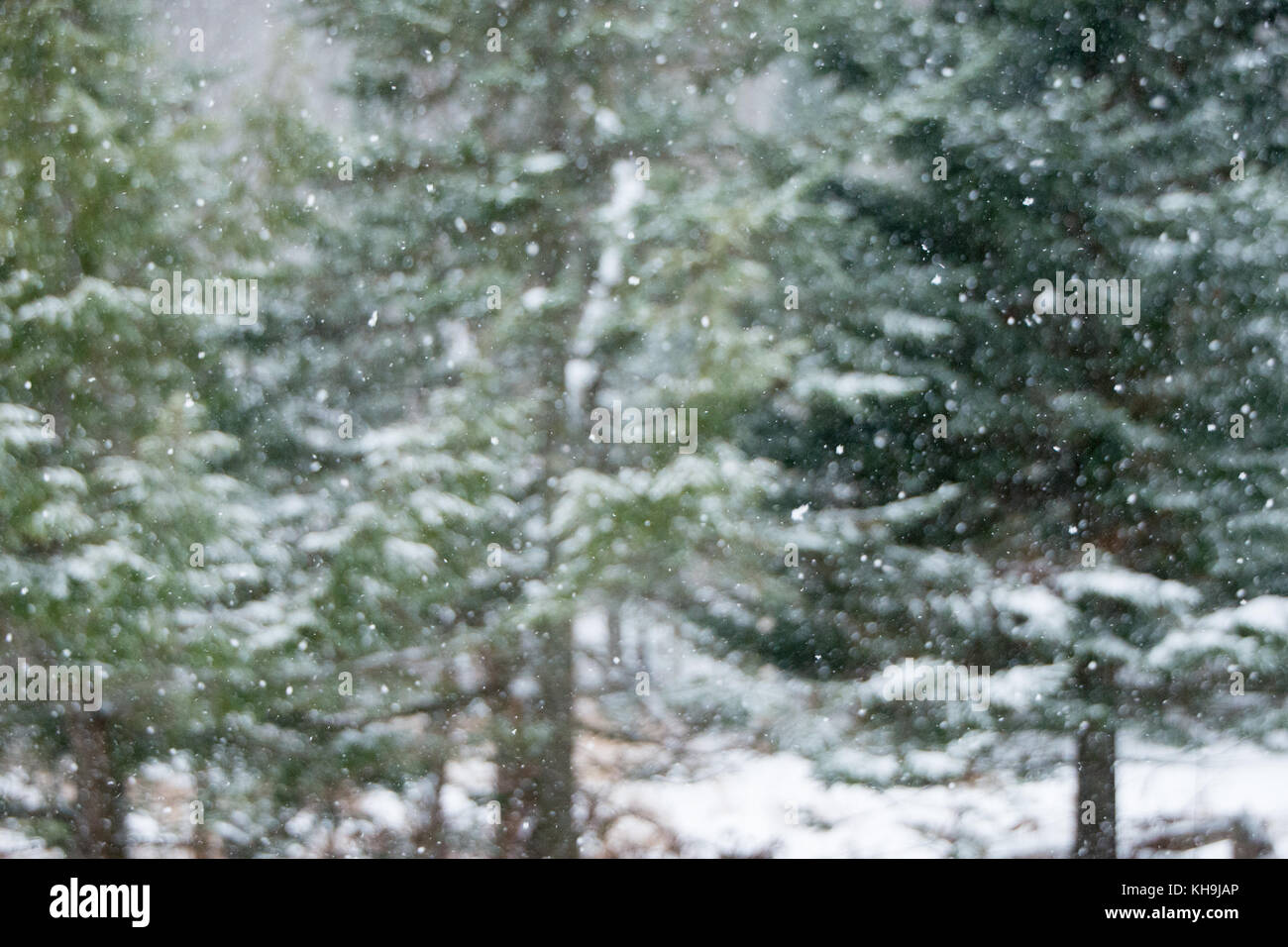 Heavy snow flakes falling down. Spruce trees covered with snow Stock ...