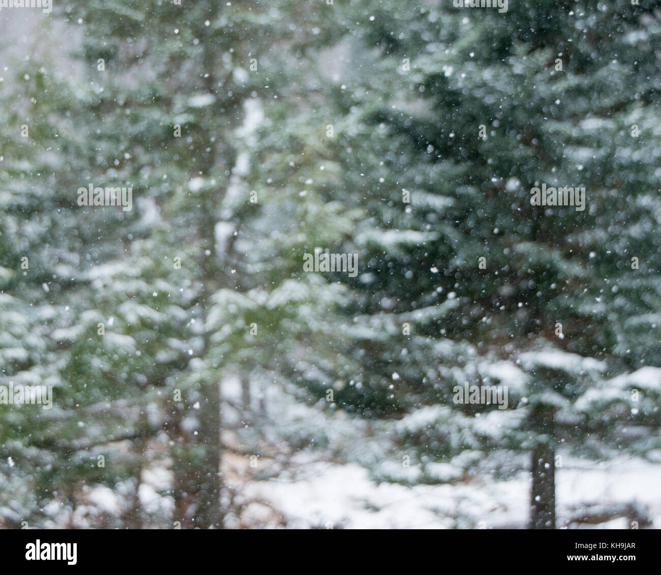 Heavy snow flakes falling down. Spruce trees covered with snow Stock ...