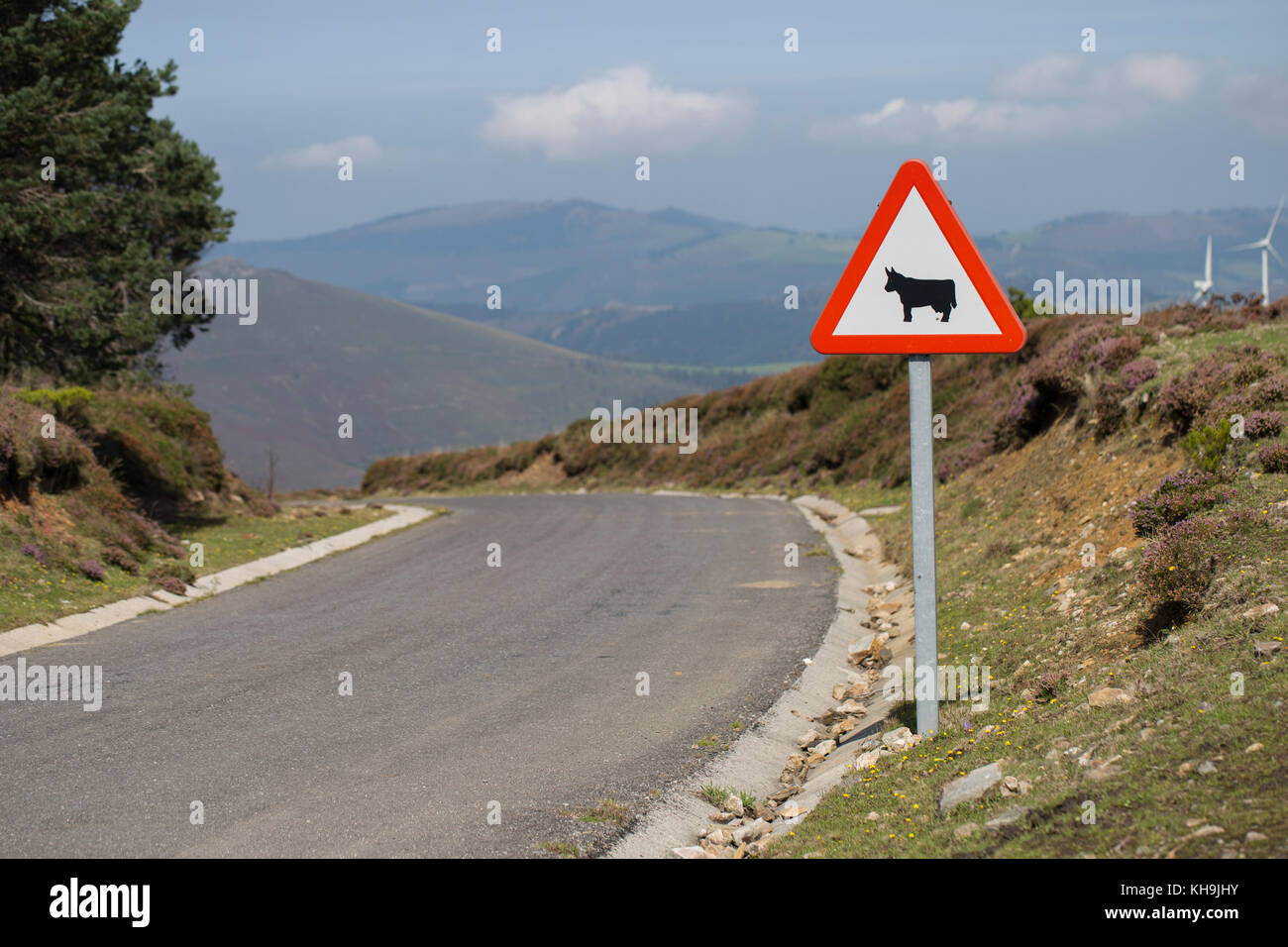 Beware of cattle road sign Stock Photo - Alamy