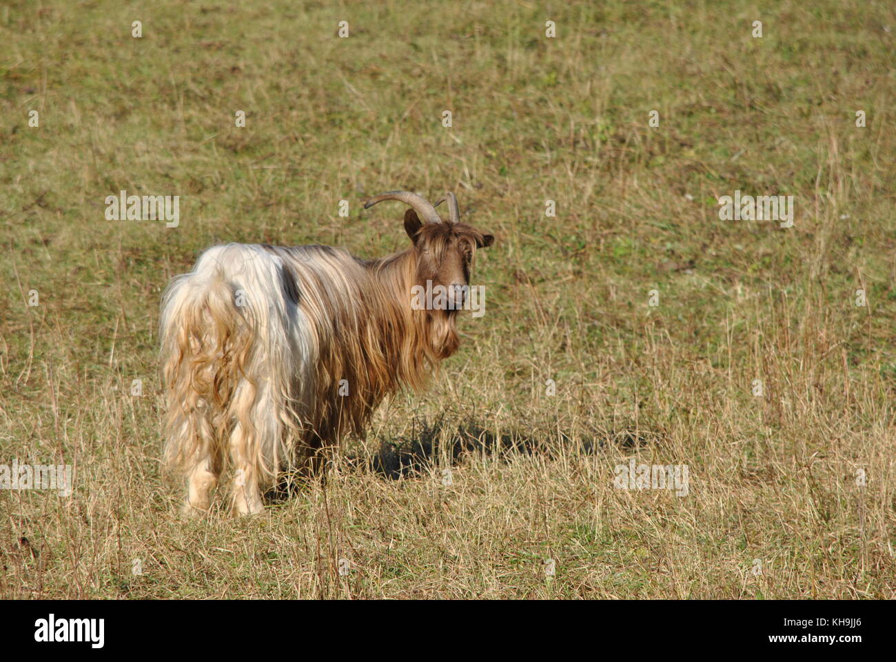 the nice goat Stock Photo - Alamy