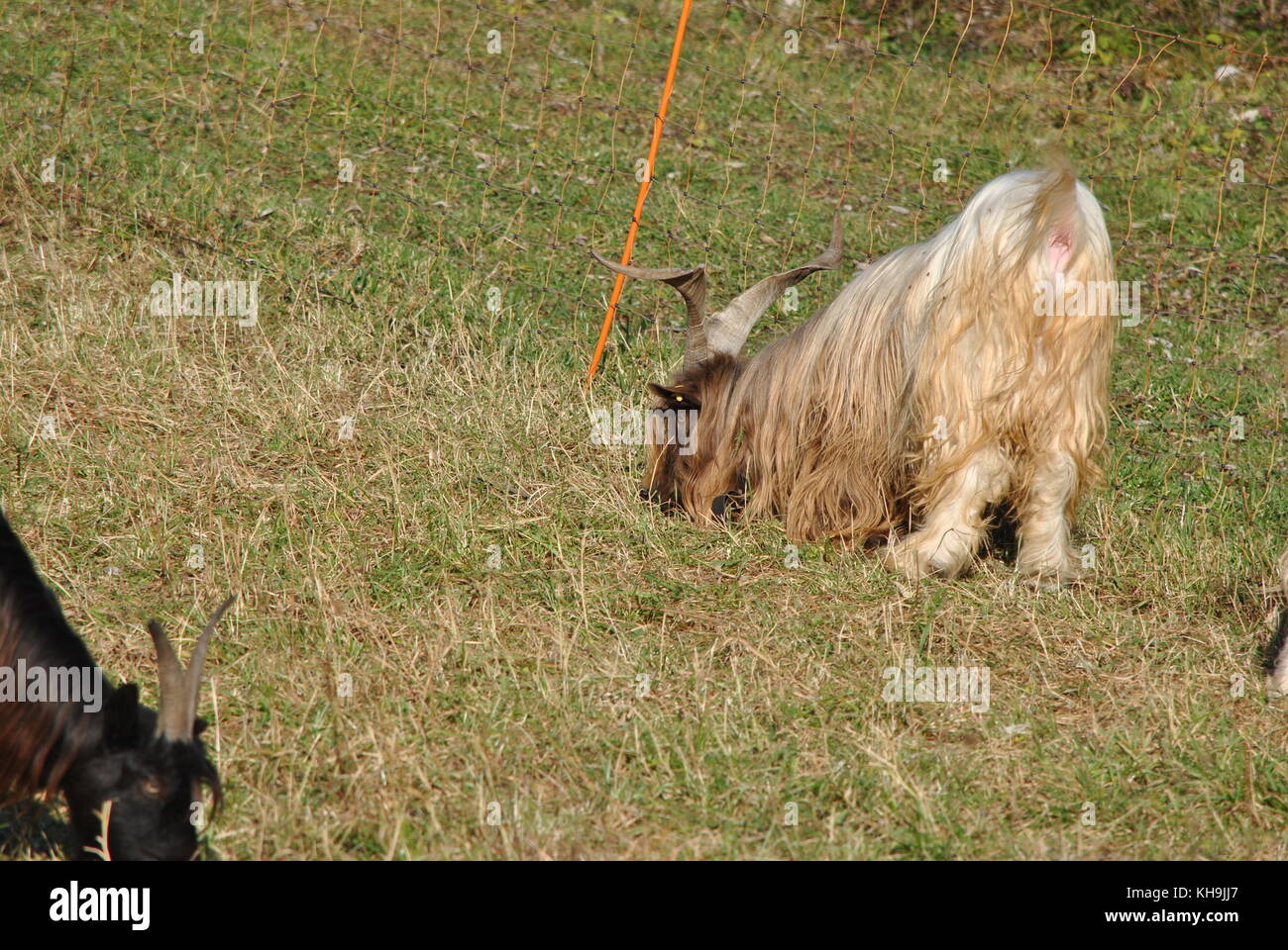 Wallpaper goat hi-res stock photography and images - Alamy