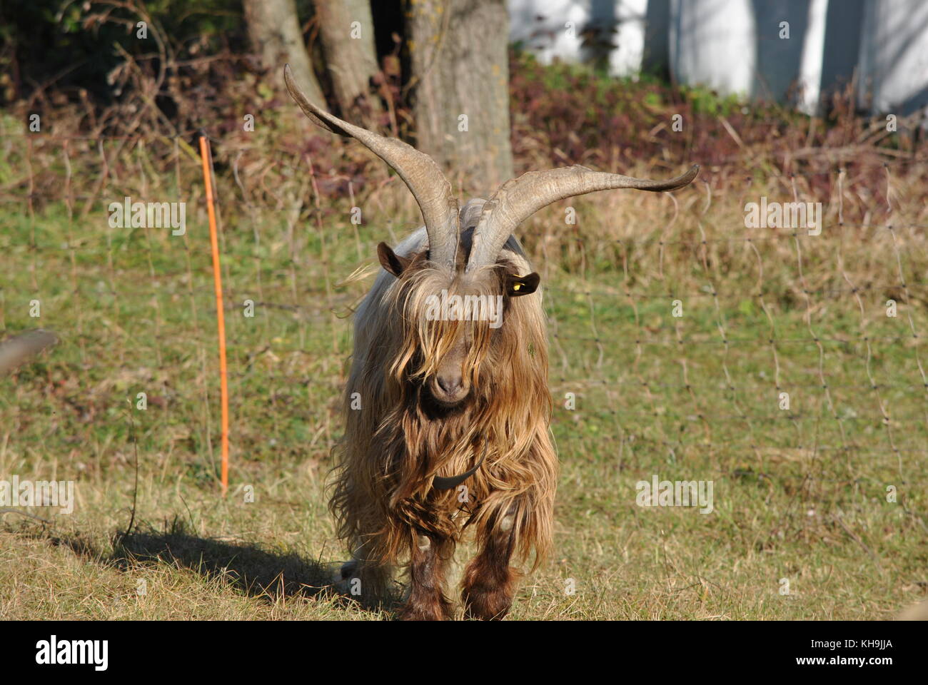 the nice goat Stock Photo - Alamy