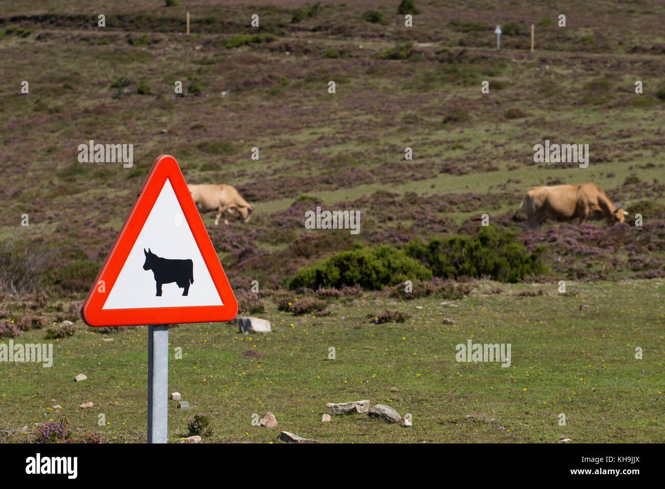 Beware of cattle road sign Stock Photo - Alamy