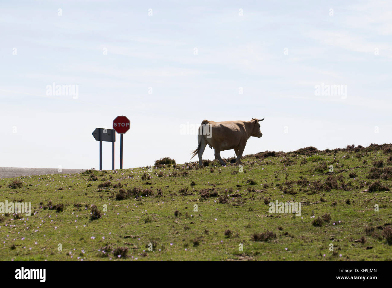 Stop sign and cow Stock Photo - Alamy